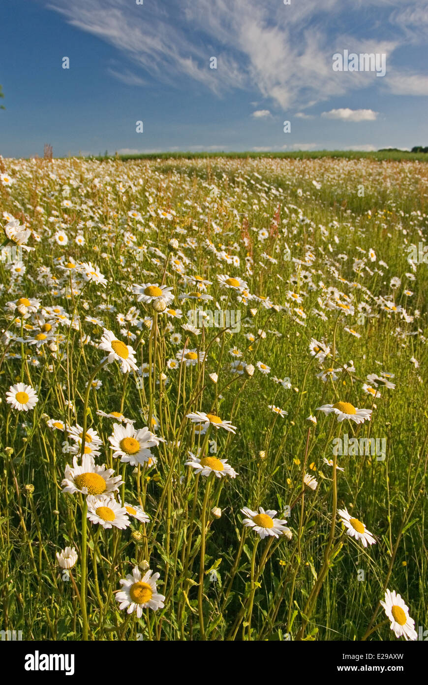 Field Edges High Resolution Stock Photography and Images - Alamy