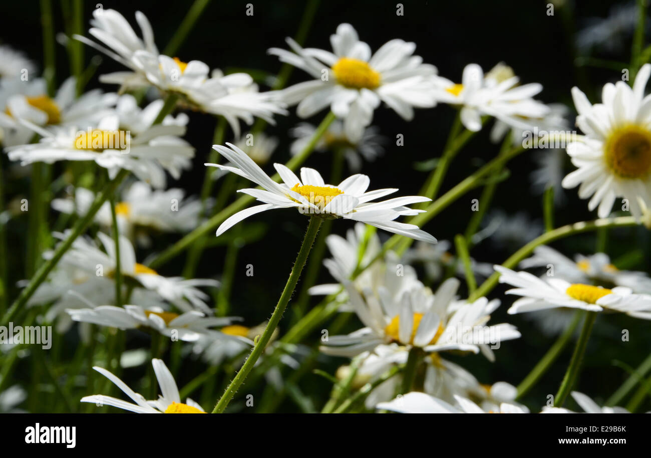 One daisy flower hi-res stock photography and images - Alamy