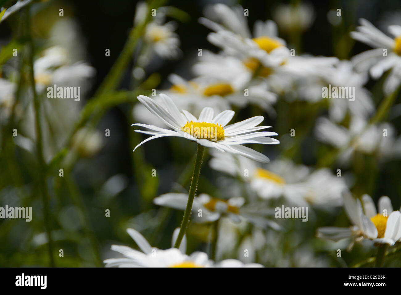 Single daisy flower head in shallow focus against multiple blooms Stock ...