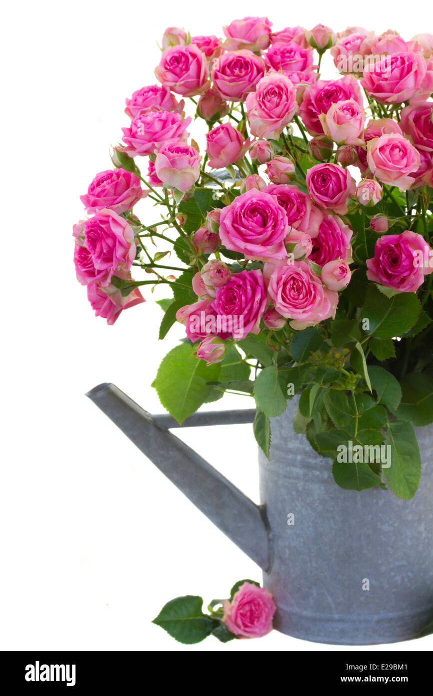 Beautiful roses in watering hi-res stock photography and images - Alamy