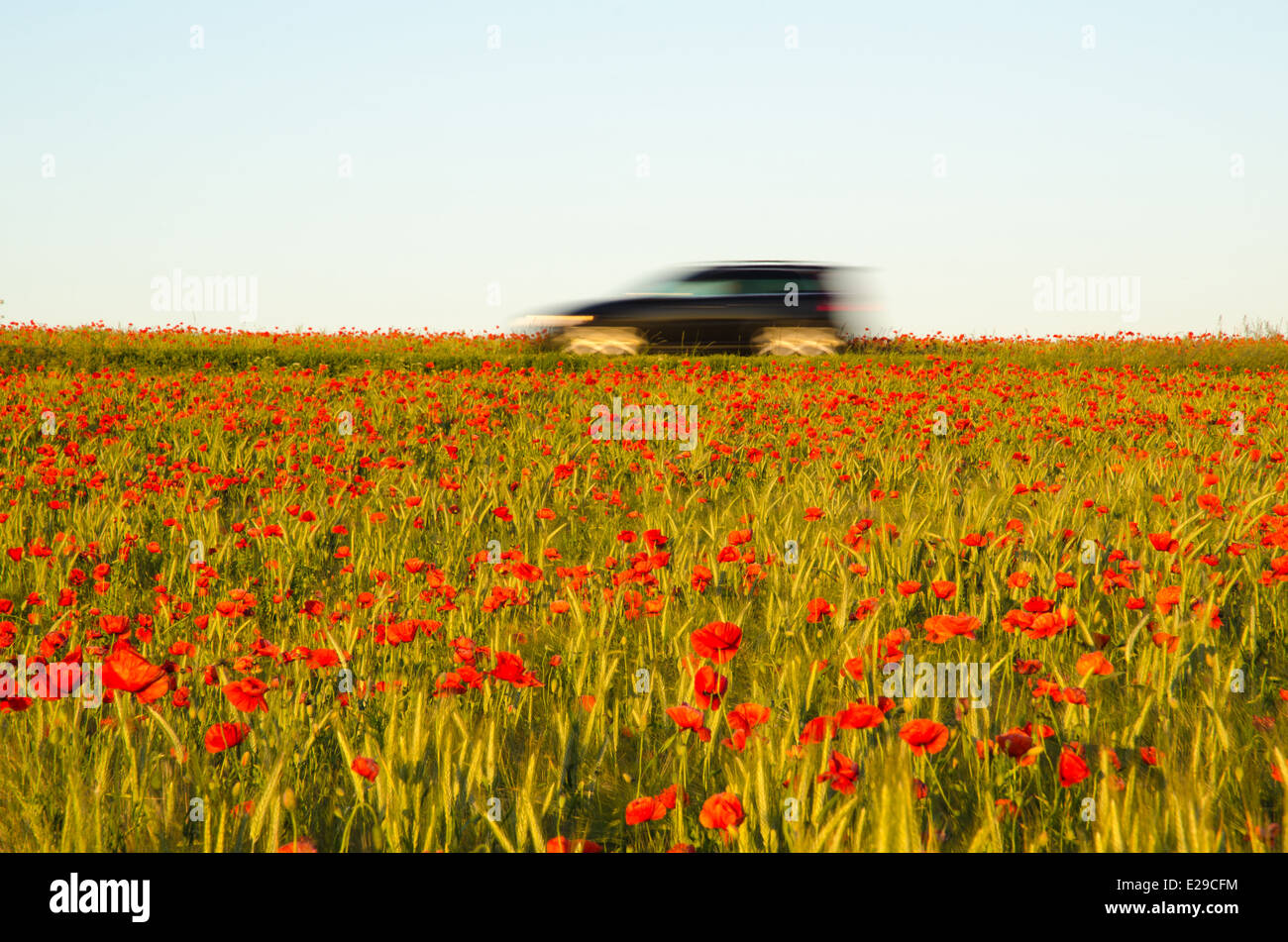 Car poppy hi-res stock photography and images - Alamy