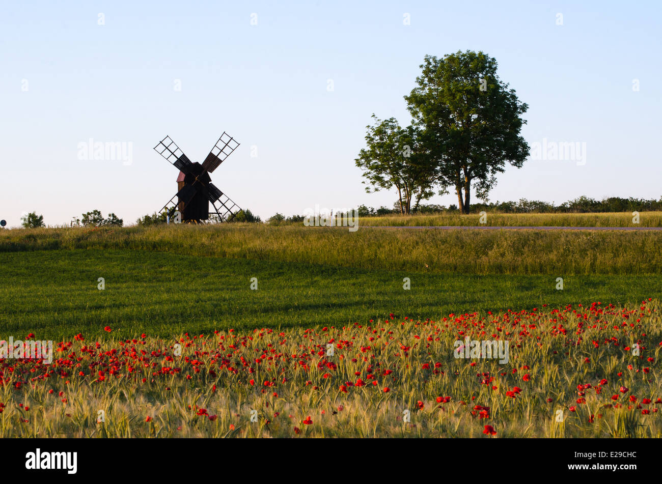 Landscape with a field of poppies and an old windmill at the swedish ...