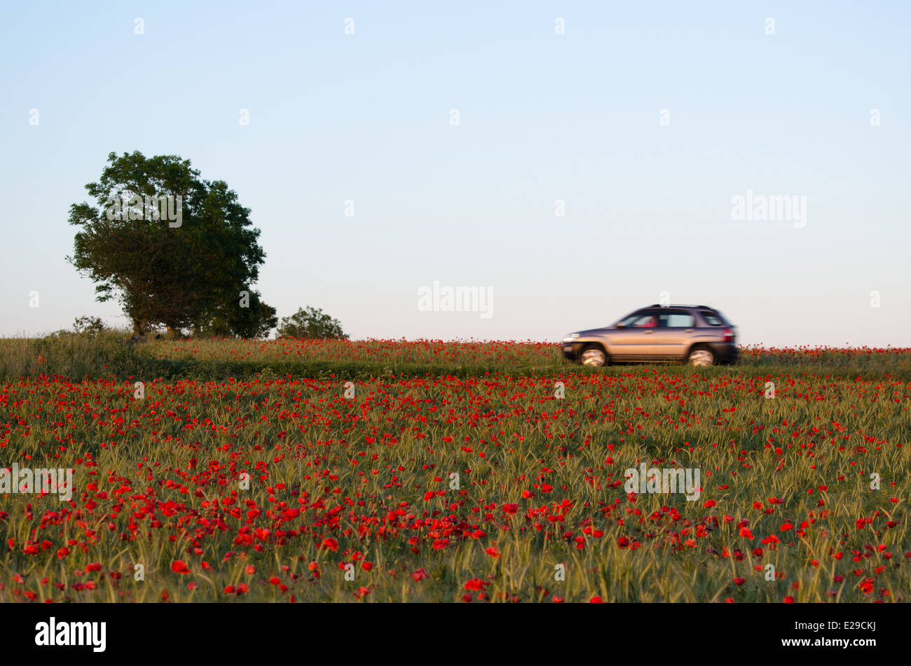 Car driving in a summer landscape with red flowers Stock Photo - Alamy