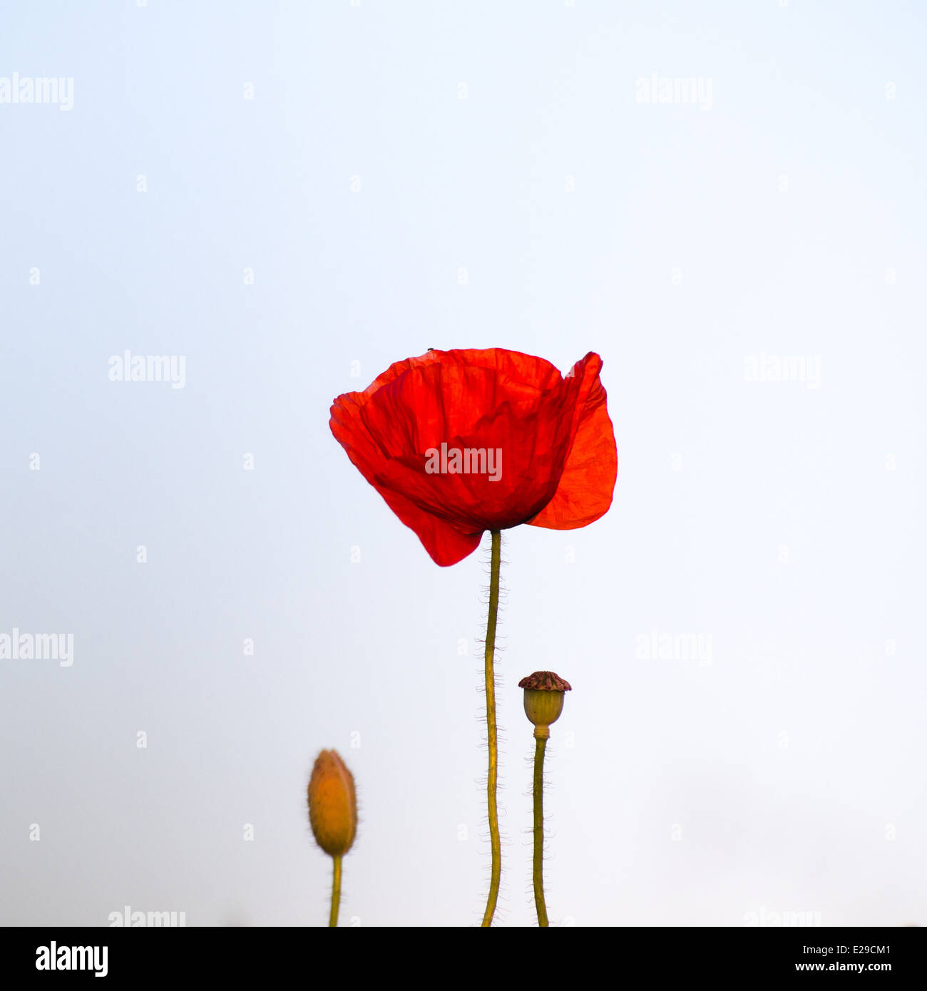 Single poppy with buds at bright background Stock Photo - Alamy