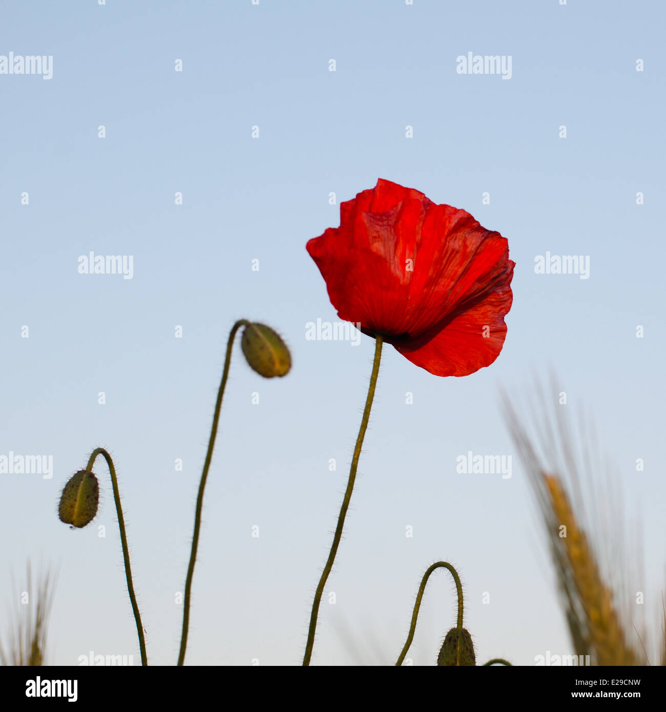 Decorative poppy flower portrait at bright blue background Stock Photo ...
