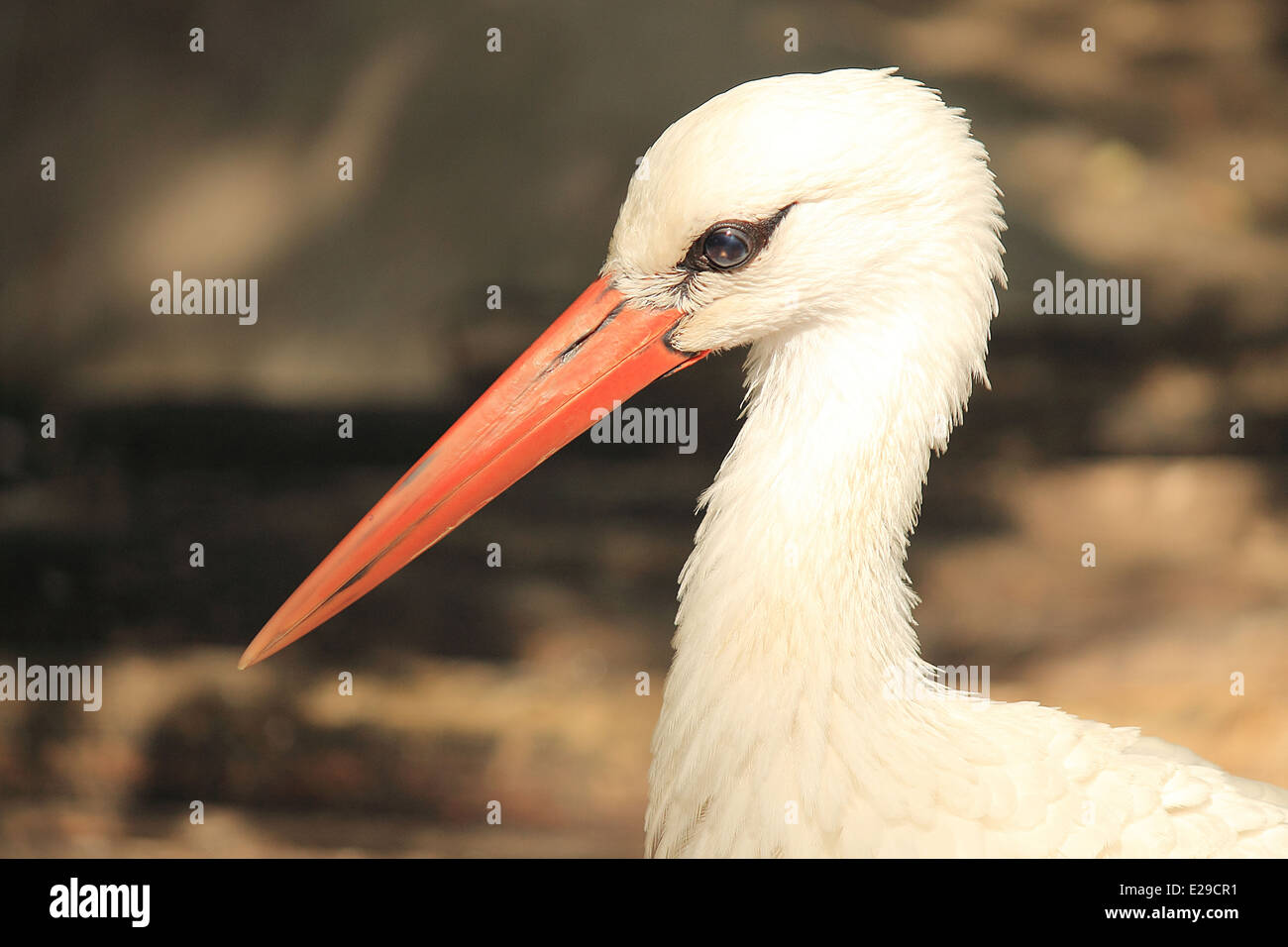 White crane hi-res stock photography and images - Alamy