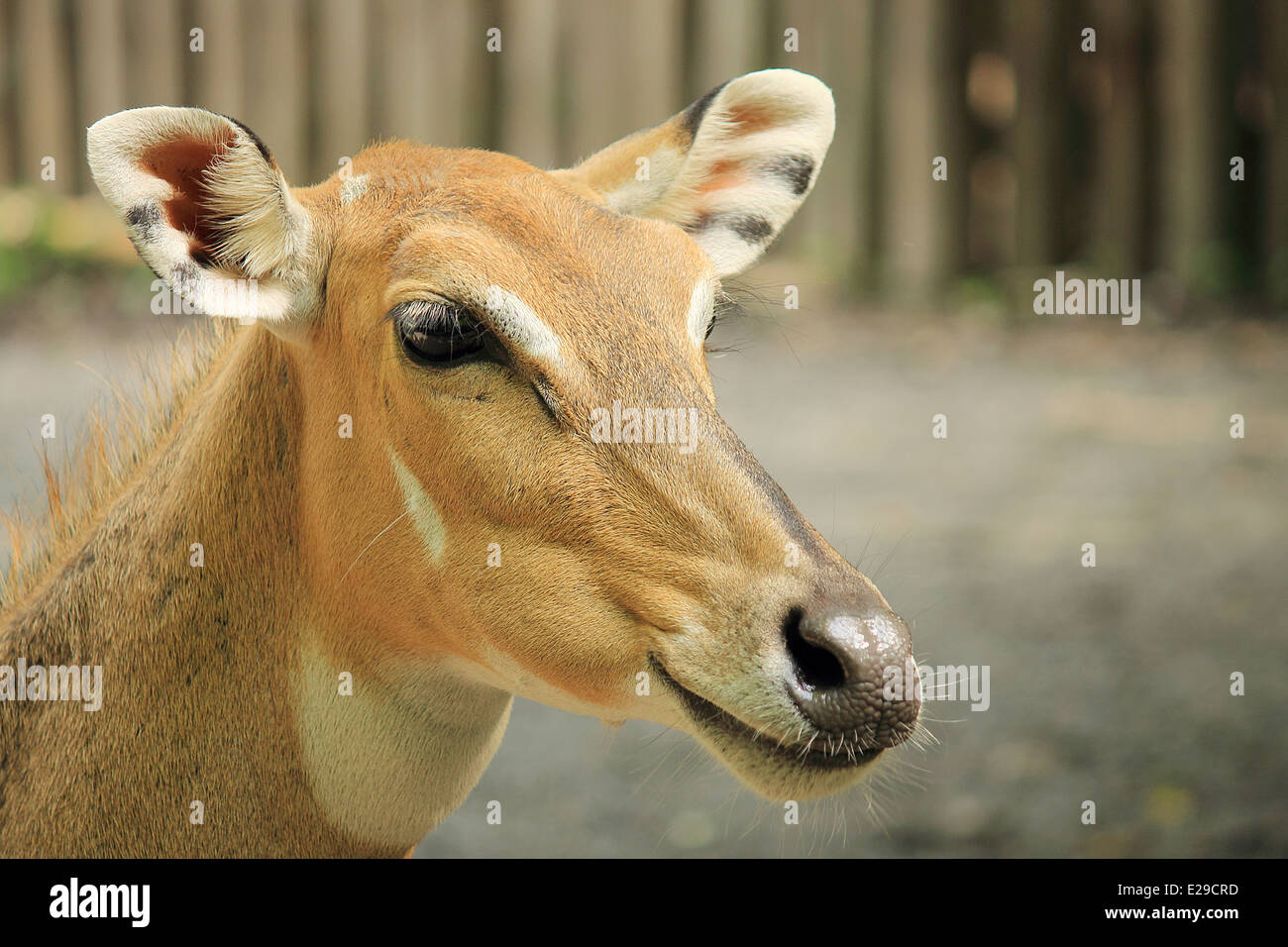 Deer without horns hi-res stock photography and images - Alamy