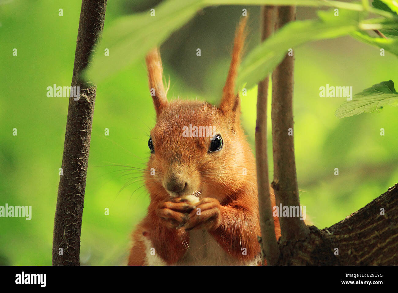 Red squirrel sitting on the tree close-up Stock Photo - Alamy