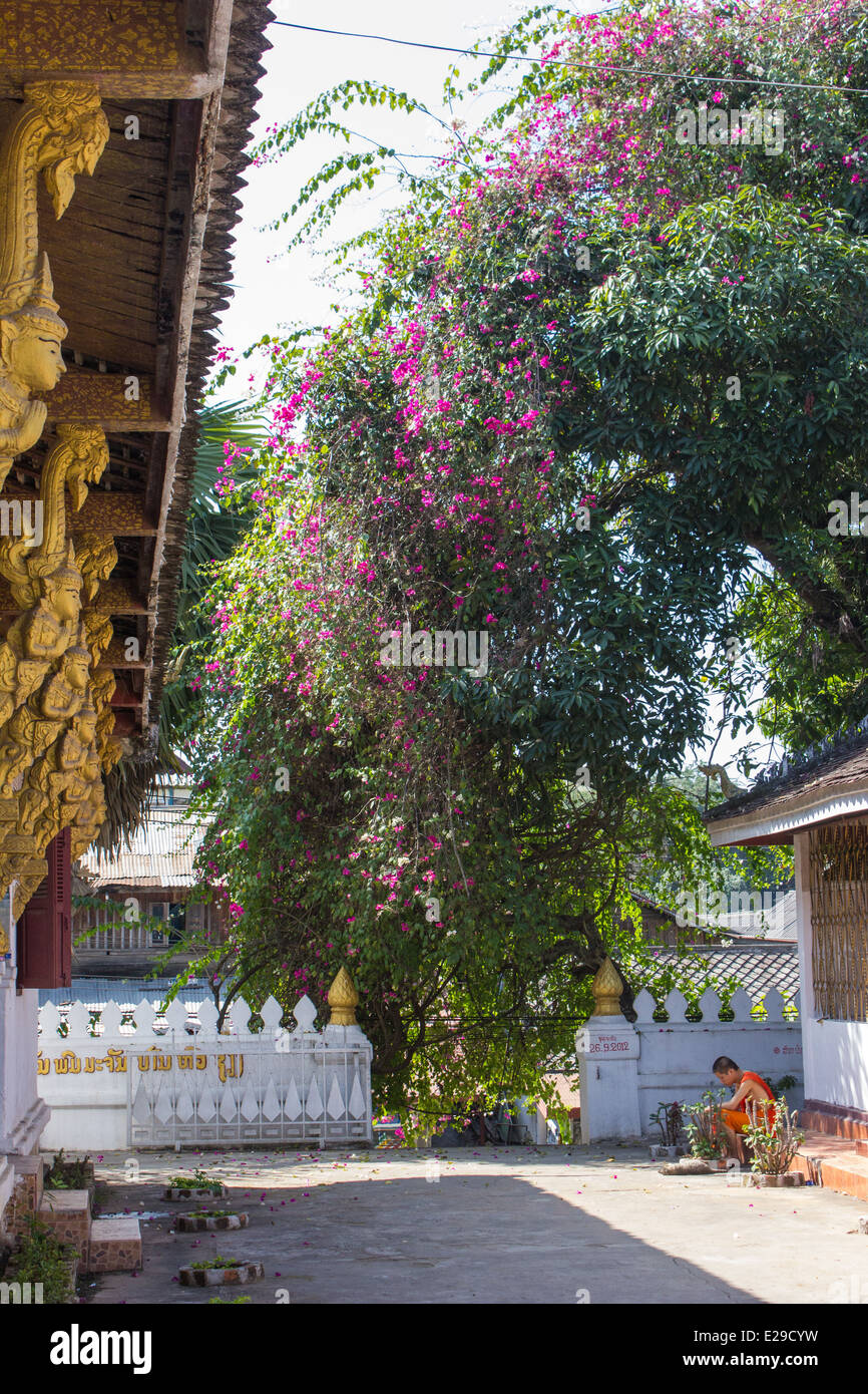 in the ancient town of Luang Prabang, situated in northern Laos, a ...