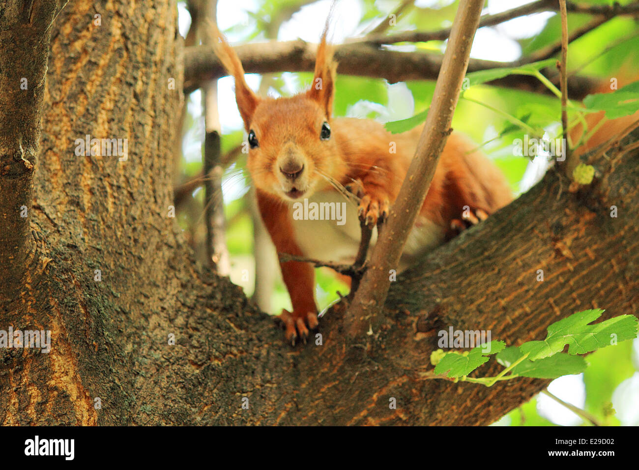 Red squirrel sitting on the tree close-up Stock Photo - Alamy