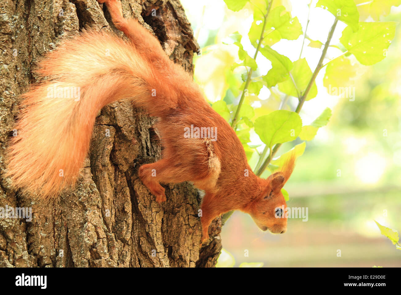 Red squirrel sitting on the tree close-up Stock Photo - Alamy