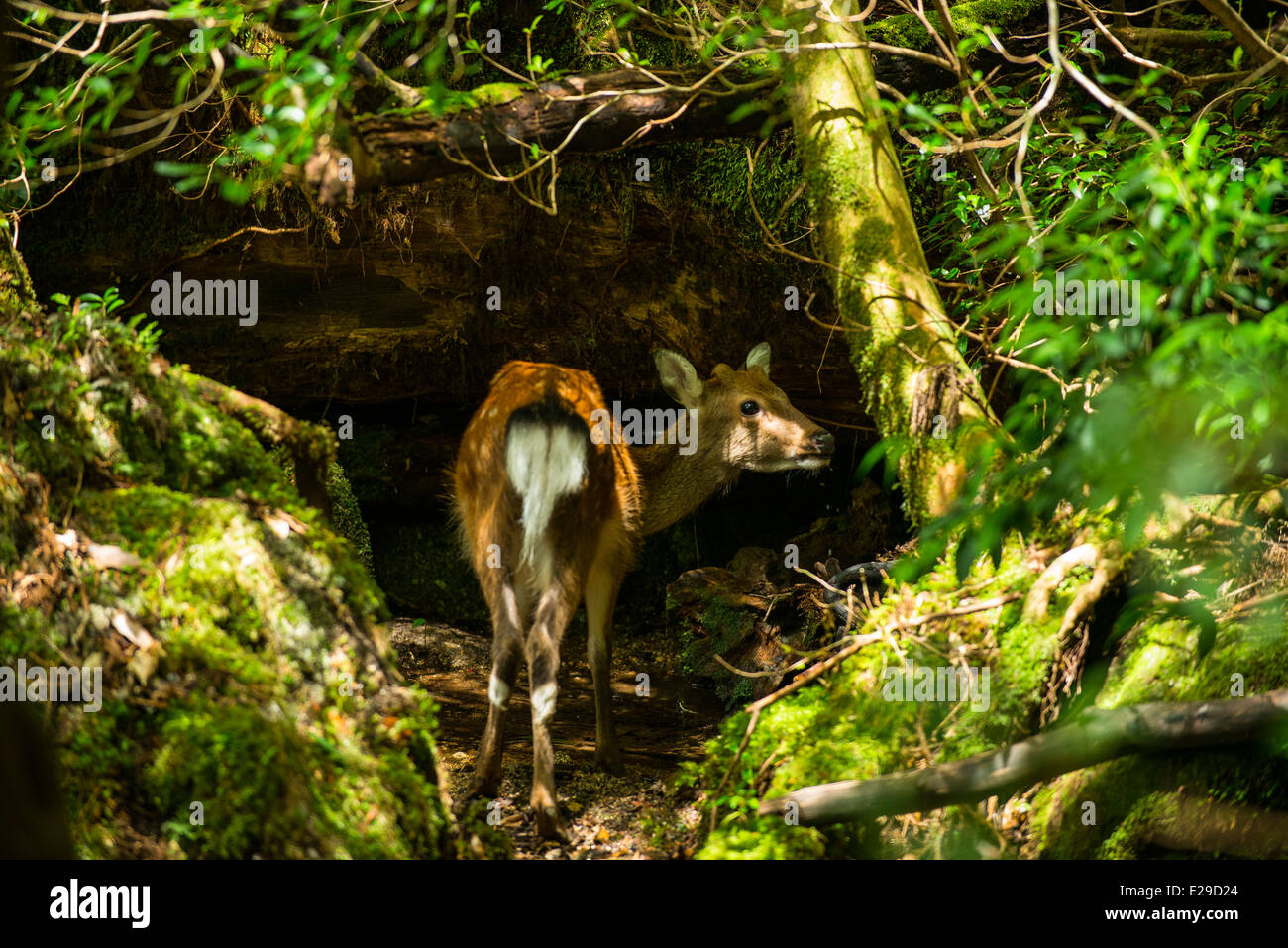 Sika deer in yakushima hi-res stock photography and images - Alamy