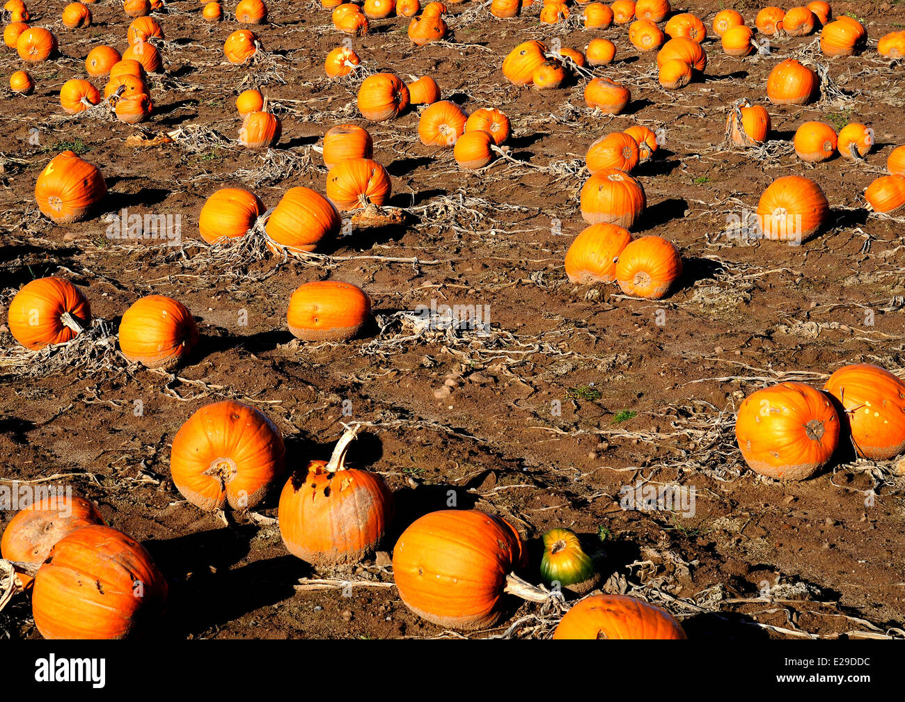 Agricultural background of a ripe pumpkin field Stock Photo - Alamy