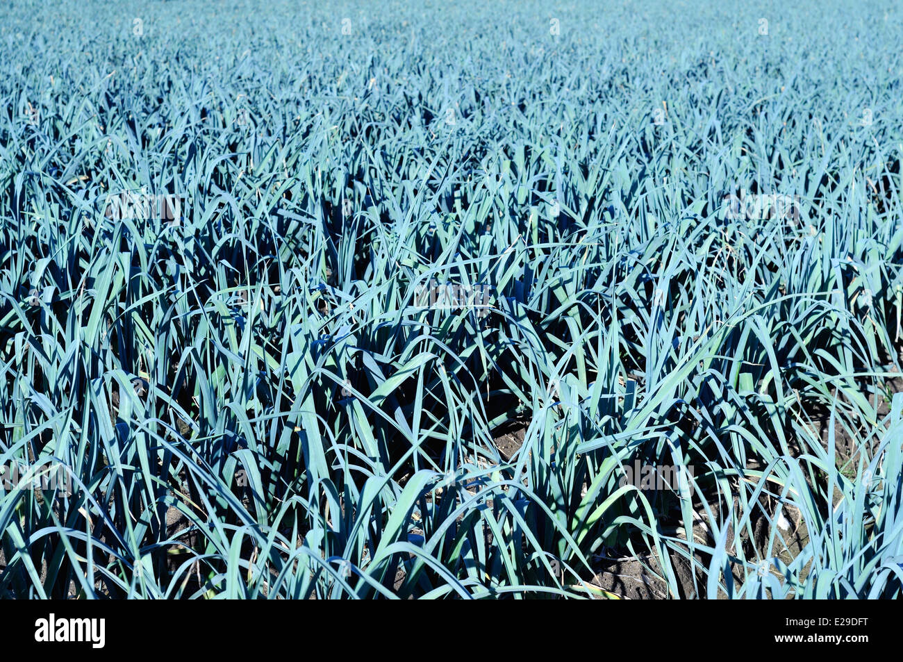 Leek plantation hi-res stock photography and images - Alamy