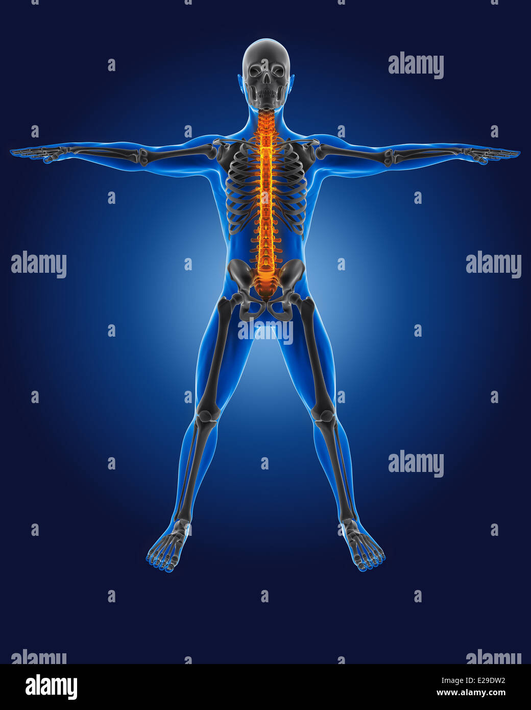 3D medical man with skeleton spine highlighted Stock Photo - Alamy