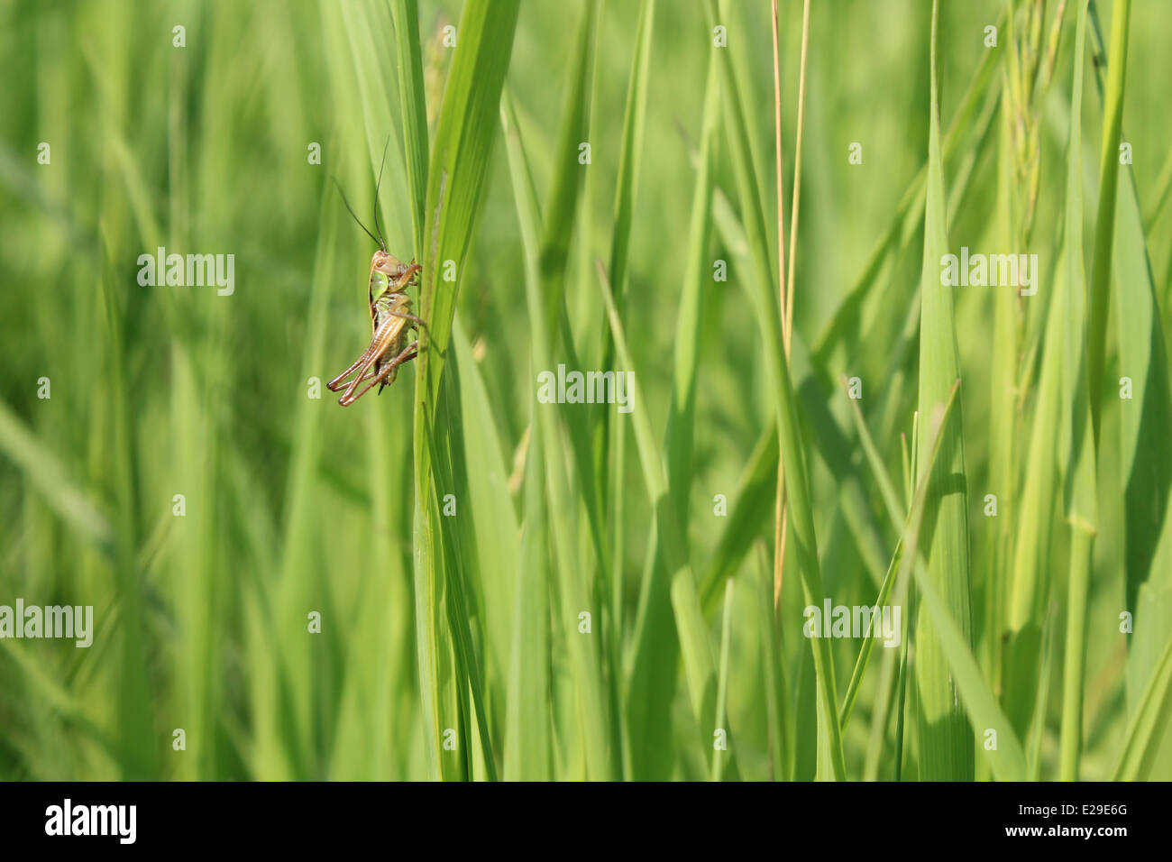 Grass Hopper on Grass Stock Photo - Alamy