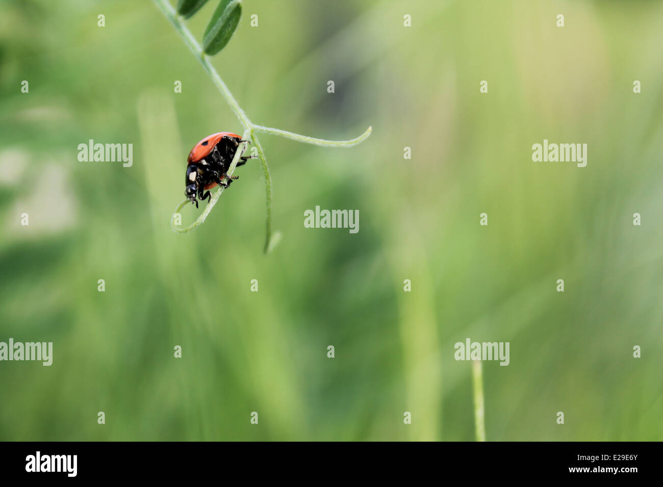 Ladybug nature hi-res stock photography and images - Alamy