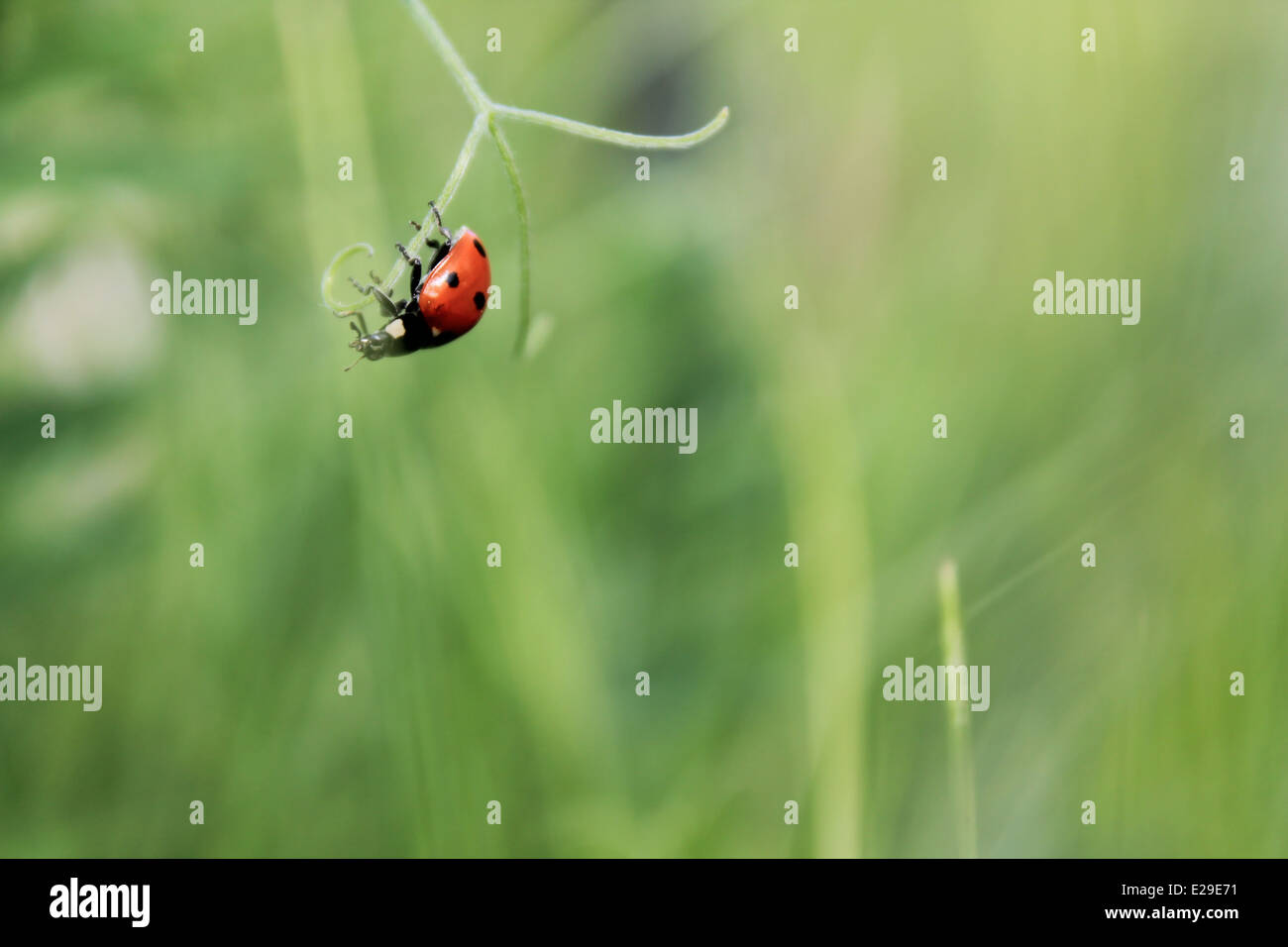 Ladybug on Twig Stock Photo - Alamy