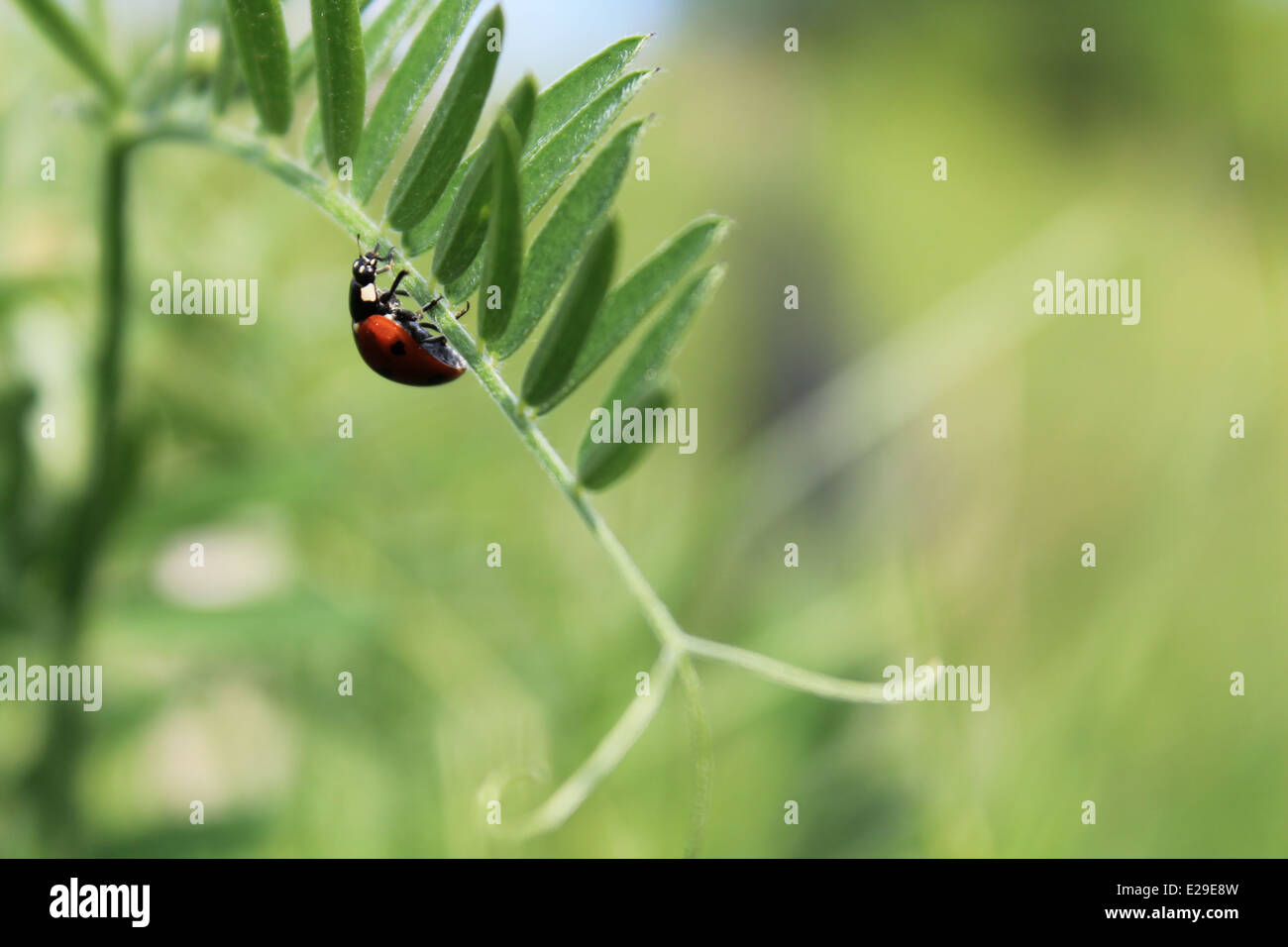Ladybug leaf hi-res stock photography and images - Alamy