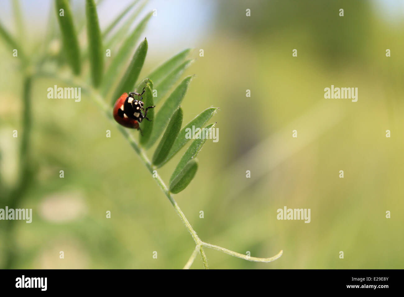 Ladybug on Leaf Stock Photo - Alamy
