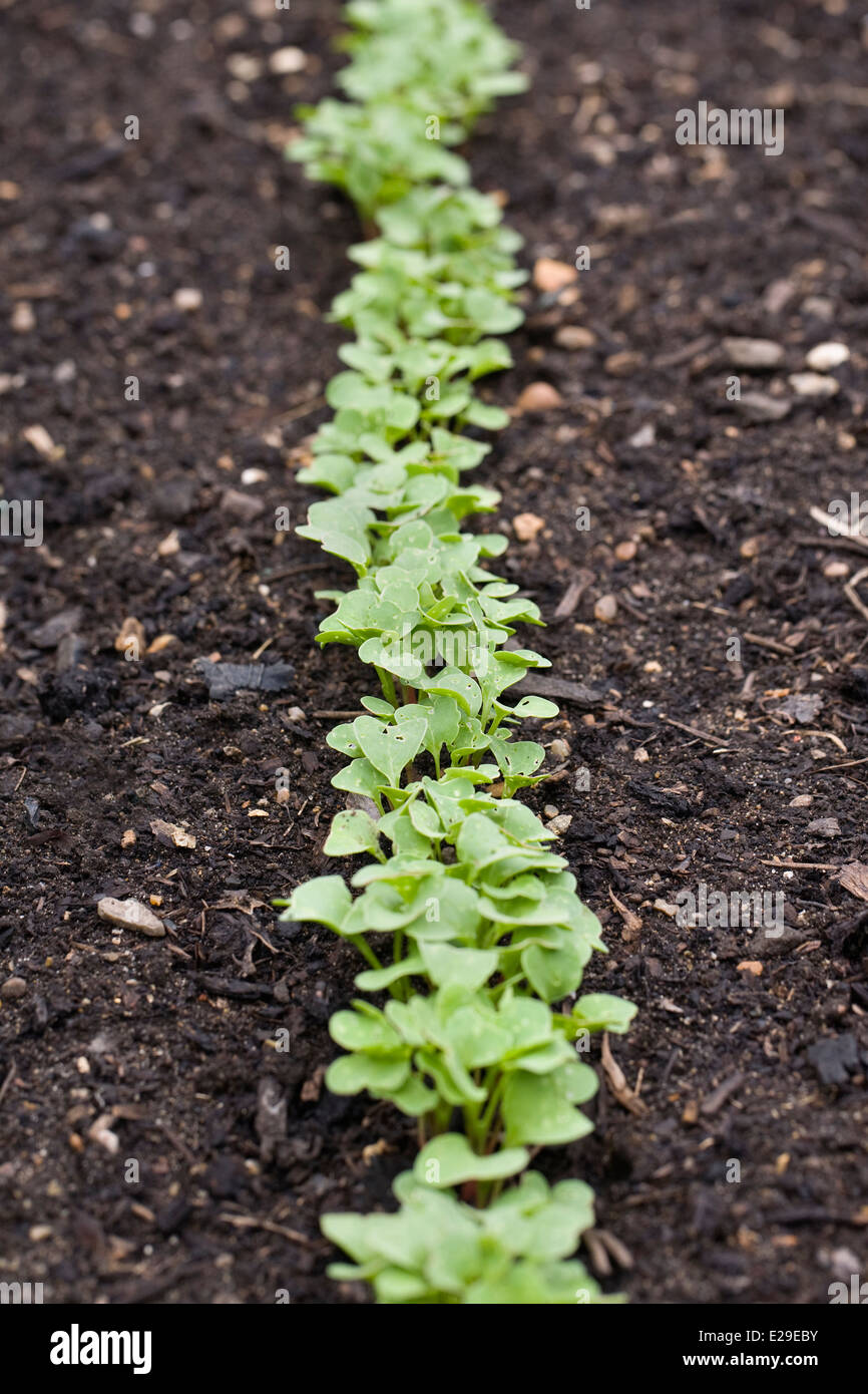 Radish Seedlings