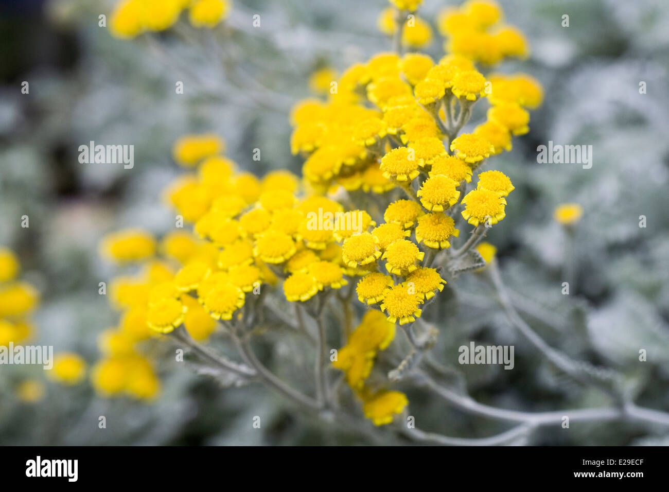 Tanacetum densum ssp. amani growing on a rockery Stock Photo - Alamy