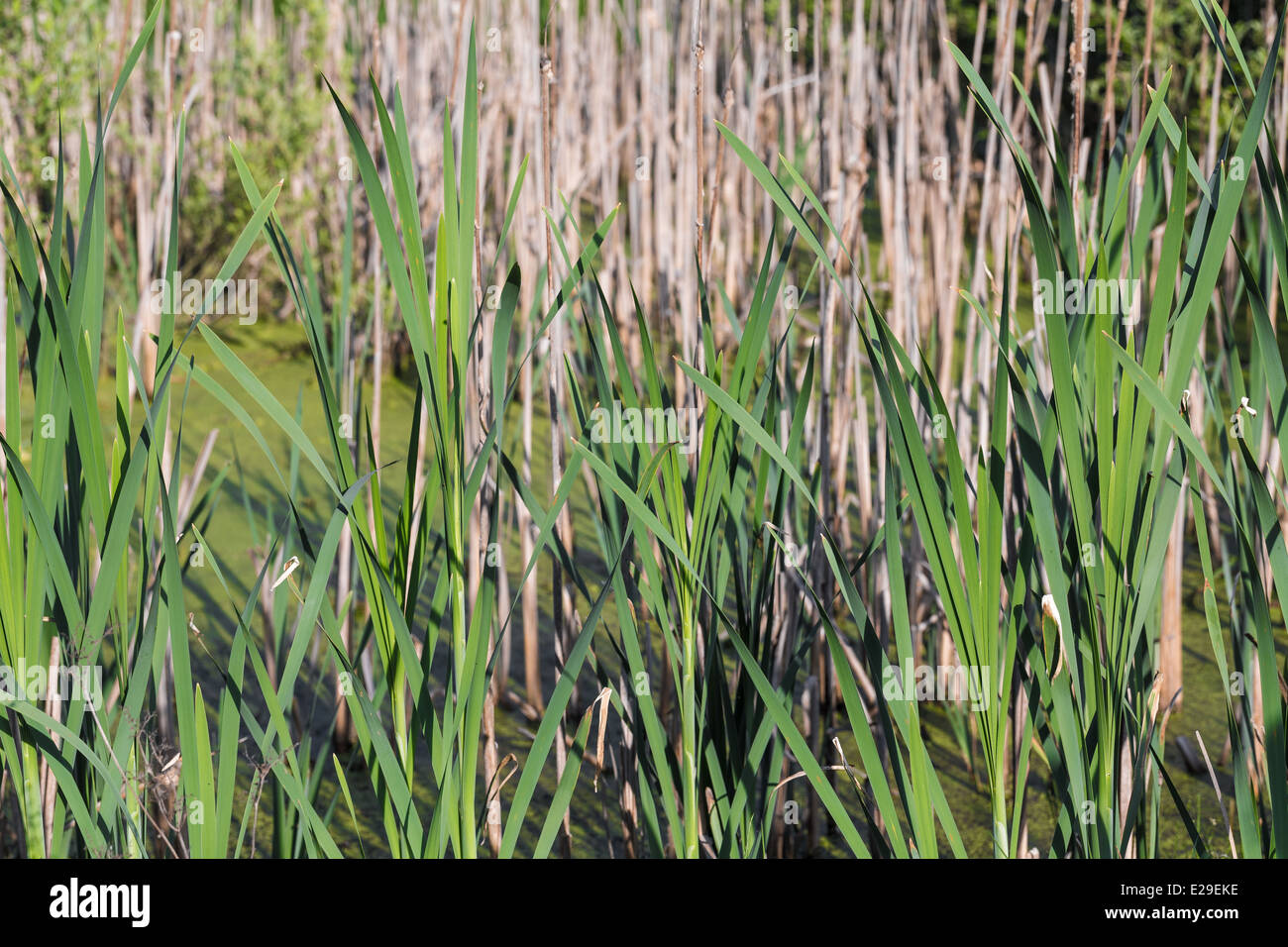 Marsh reeds background hi-res stock photography and images - Alamy