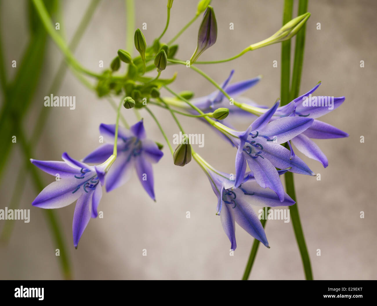 Triteleia hi-res stock photography and images - Alamy