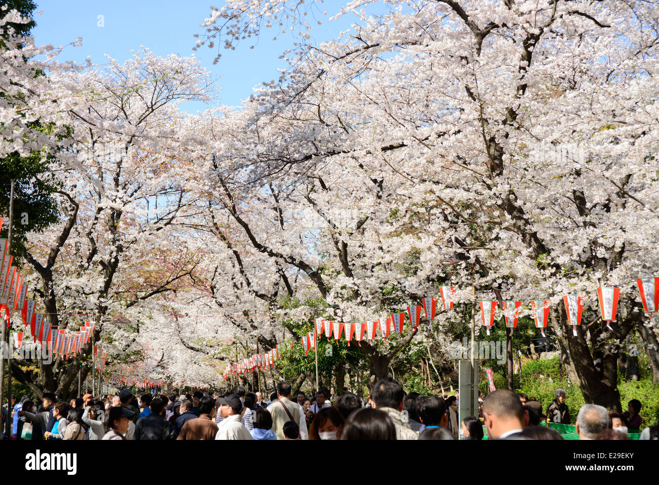 Cherry Blossoms at Ueno Park, Taito, Tokyo, Japan Stock Photo - Alamy