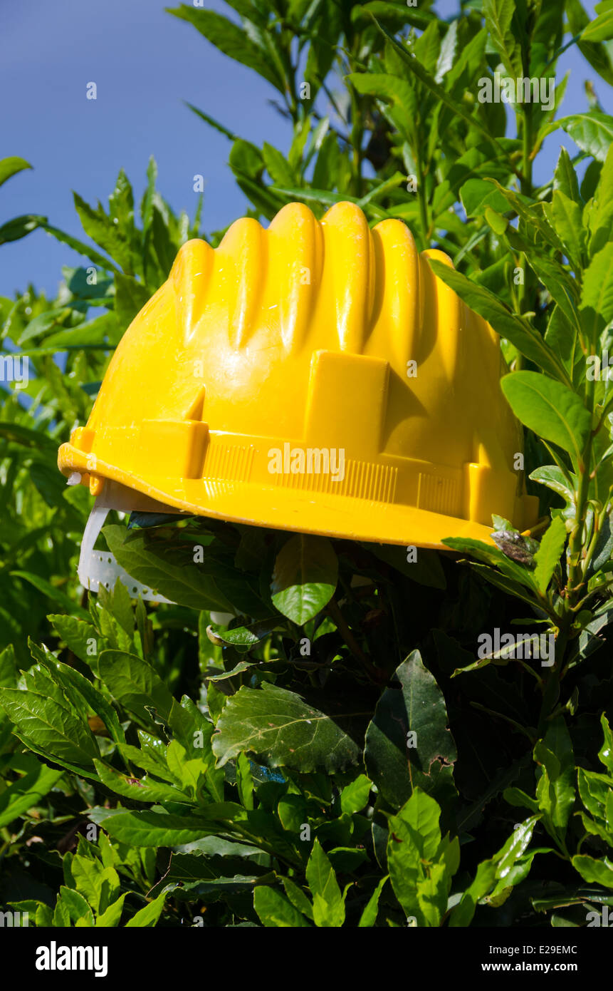 workman's helmet on a tree Stock Photo - Alamy