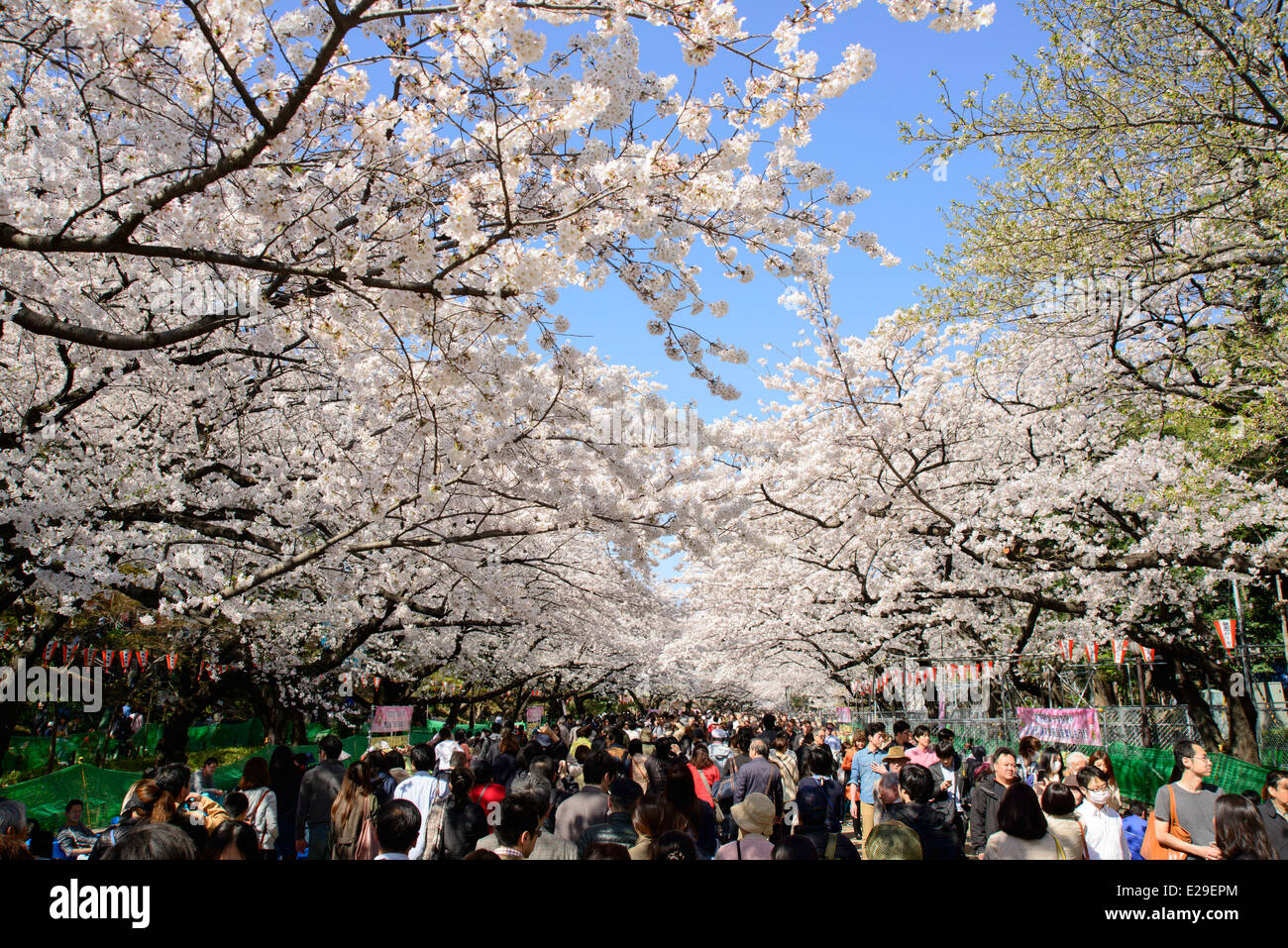 Cherry Blossoms at Ueno Park, Taito, Tokyo, Japan Stock Photo - Alamy
