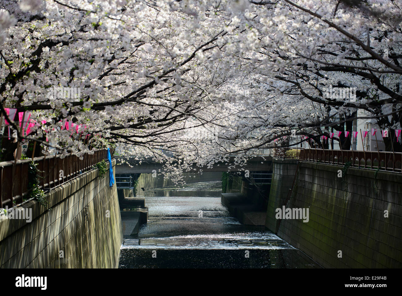Cherry Blossoms at Meguro River, Meguro, Tokyo, Japan Stock Photo - Alamy