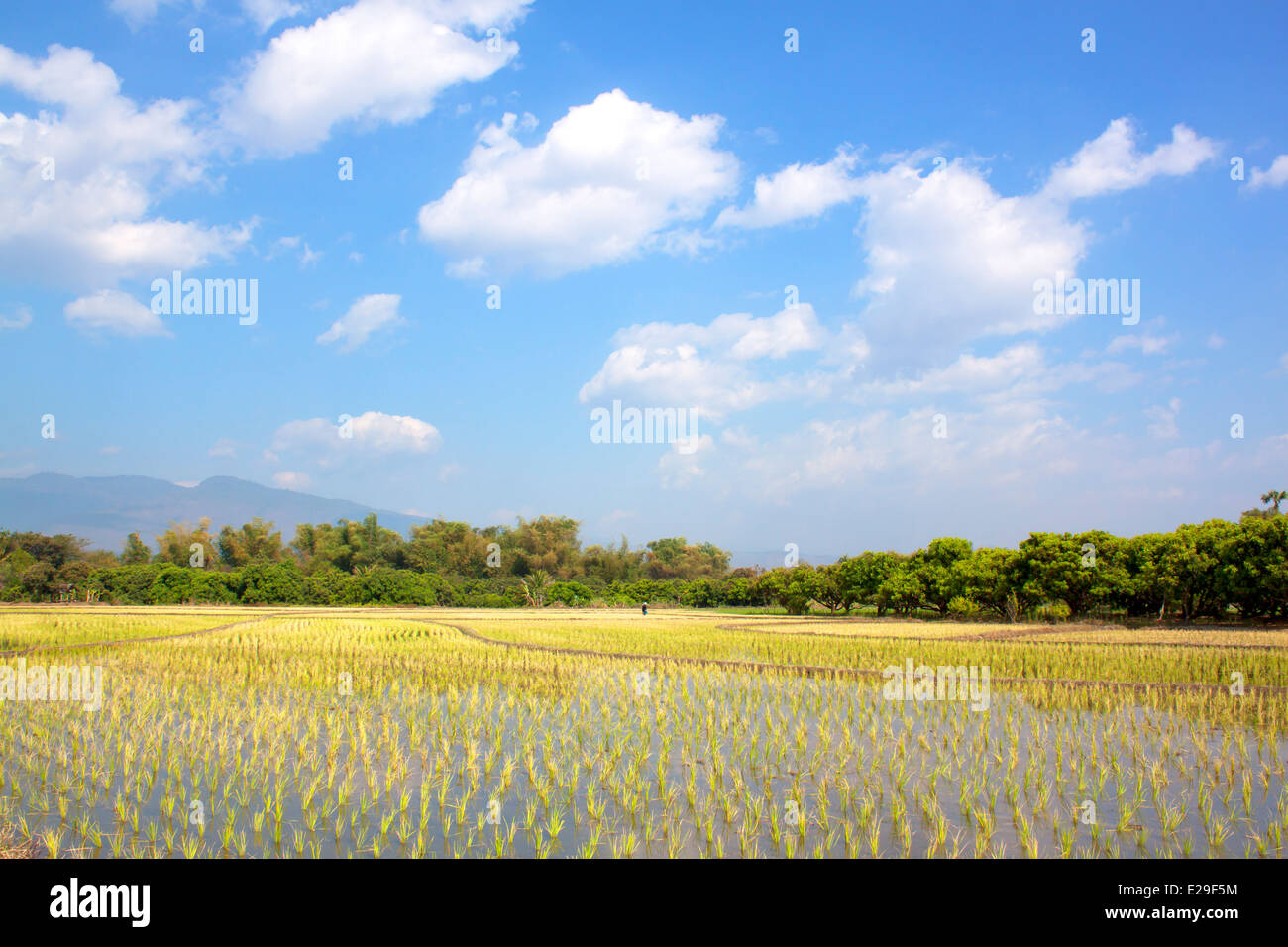 Paddy field of yellow rice harvest season Stock Photo - Alamy