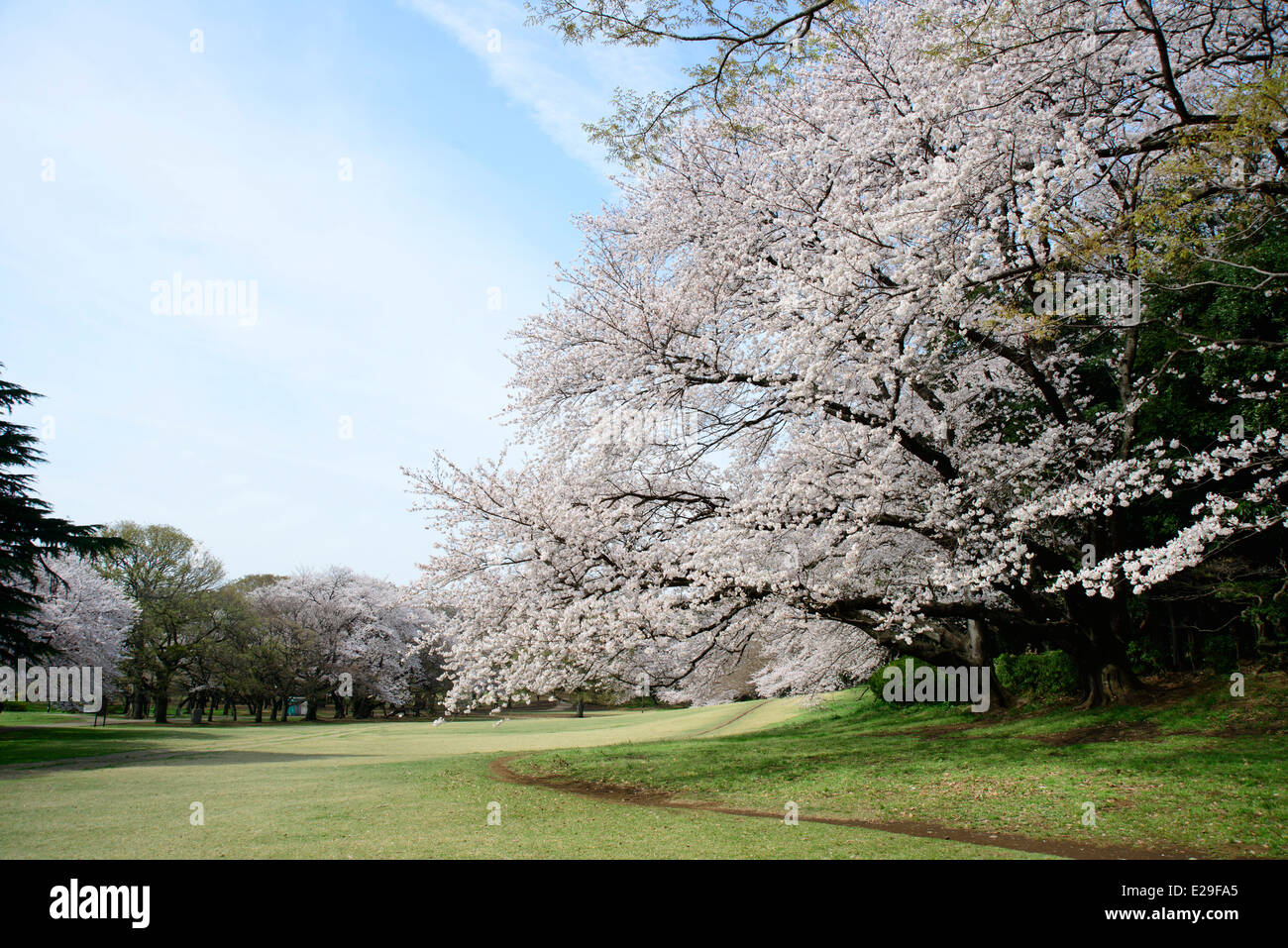 Cherry Blossoms Trees at Kinuta Park, Setagaya, Tokyo, Japan Stock ...