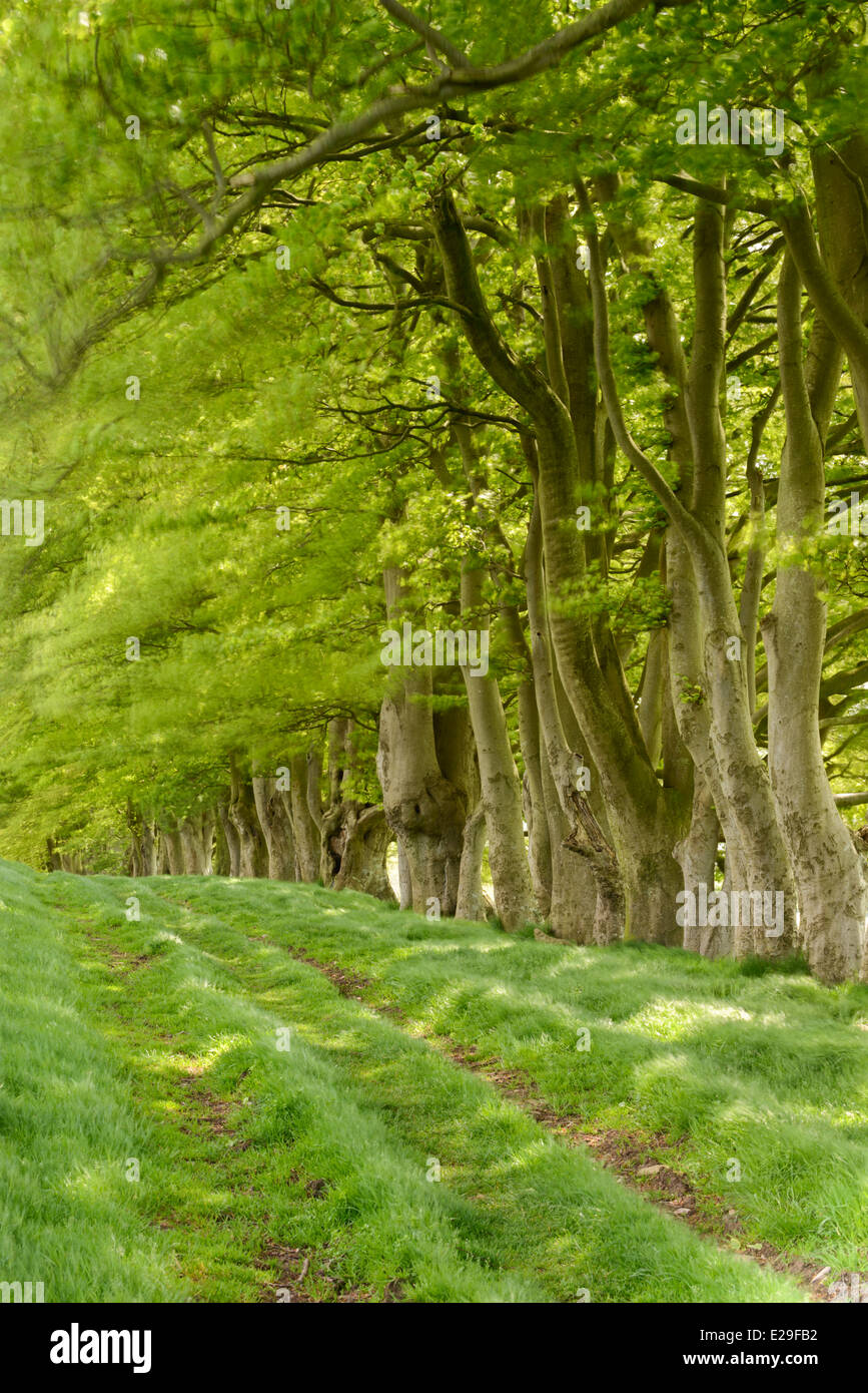 A row of Beech trees with fresh spring leaves at Draycott Sleights ...