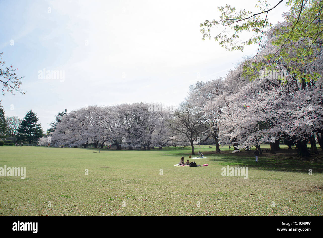 Cherry Blossoms Trees at Kinuta Park, Setagaya, Tokyo, Japan Stock ...