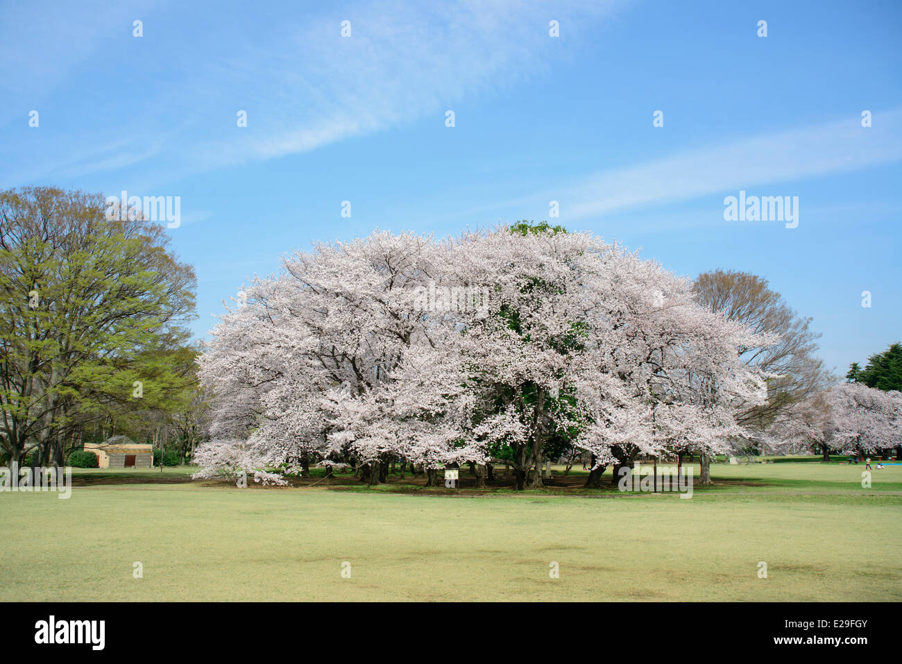 Cherry Blossoms Trees at Kinuta Park, Setagaya, Tokyo, Japan Stock ...