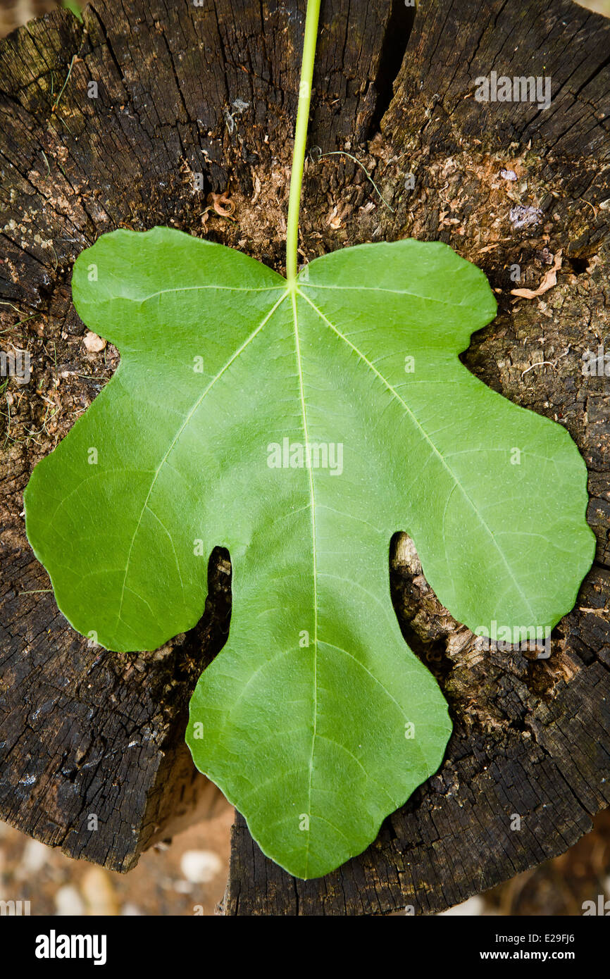Fig leaf with interesting heavily textured Stock Photo - Alamy