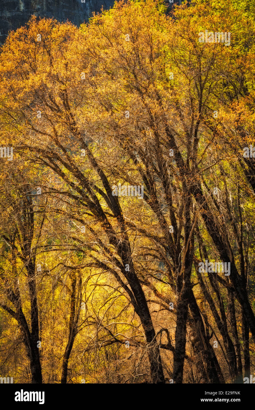 Oak trees in El Capitan Meadow, Yosemite National Park, California USA ...