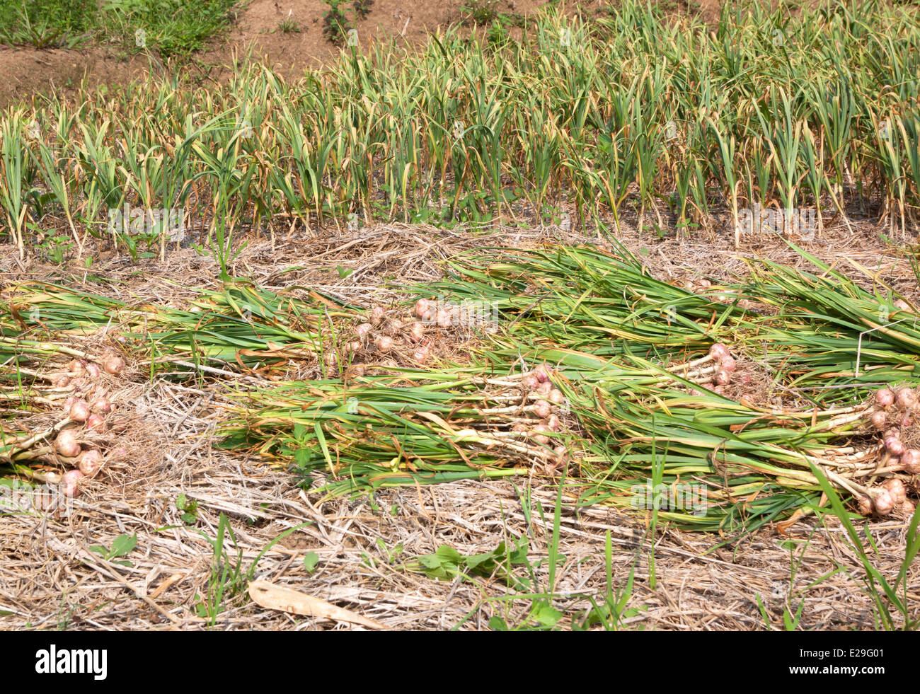 Garlic harvester garlic farmers fields vegetable cooking Stock Photo ...