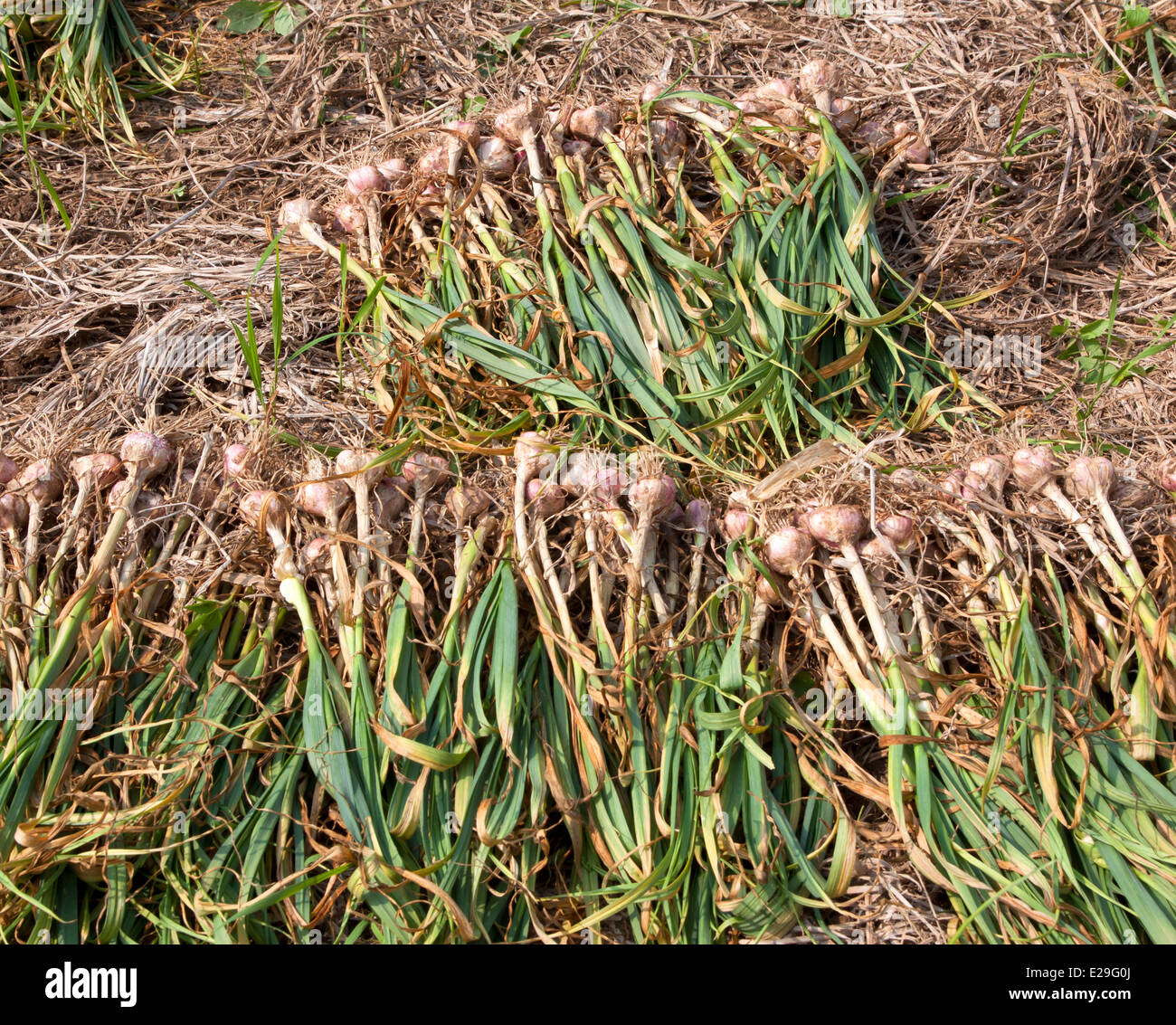 Garlic harvester garlic farmers fields vegetable cooking Stock Photo ...