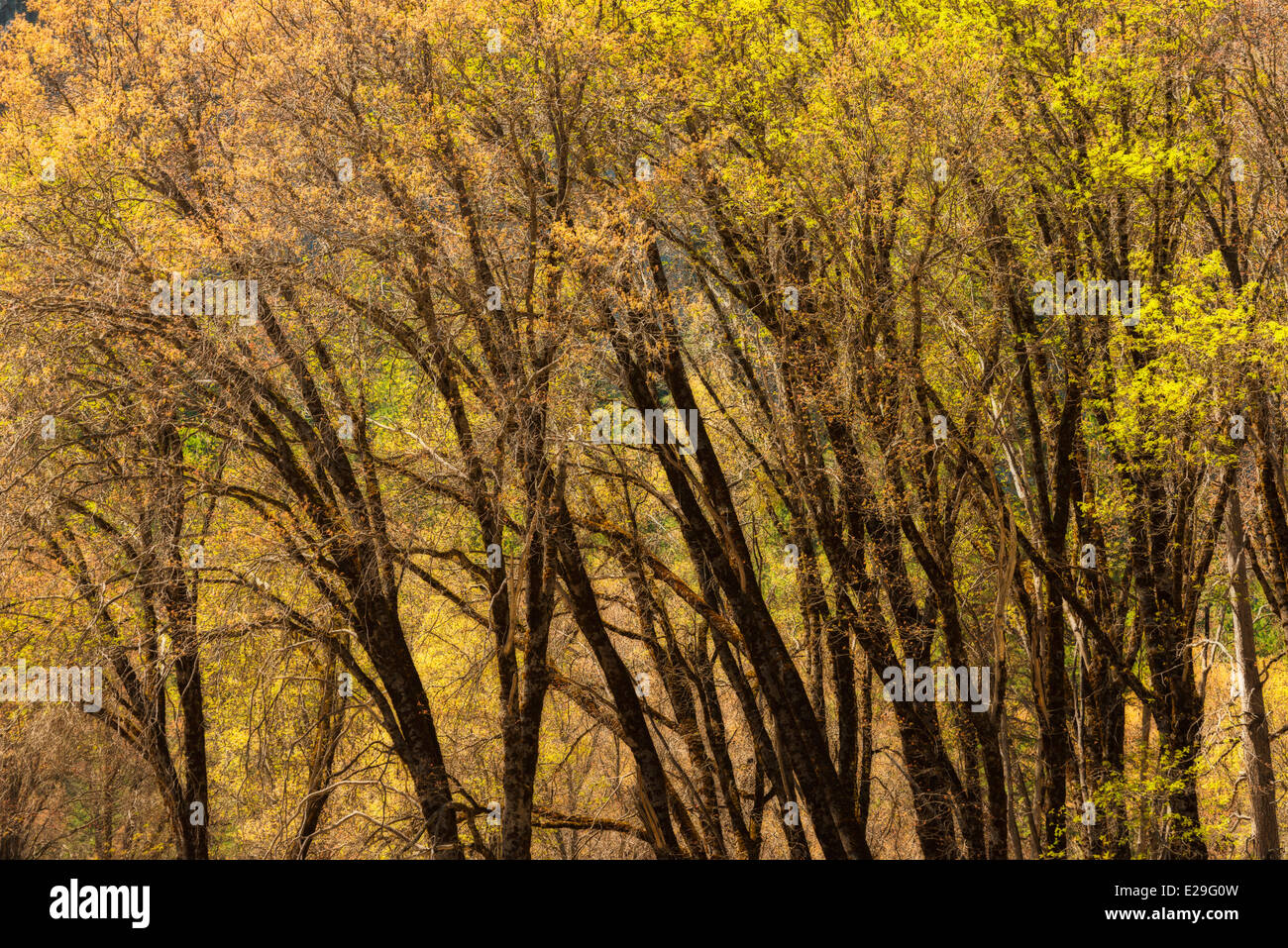 Oak trees in El Capitan Meadow, Yosemite National Park, California USA ...