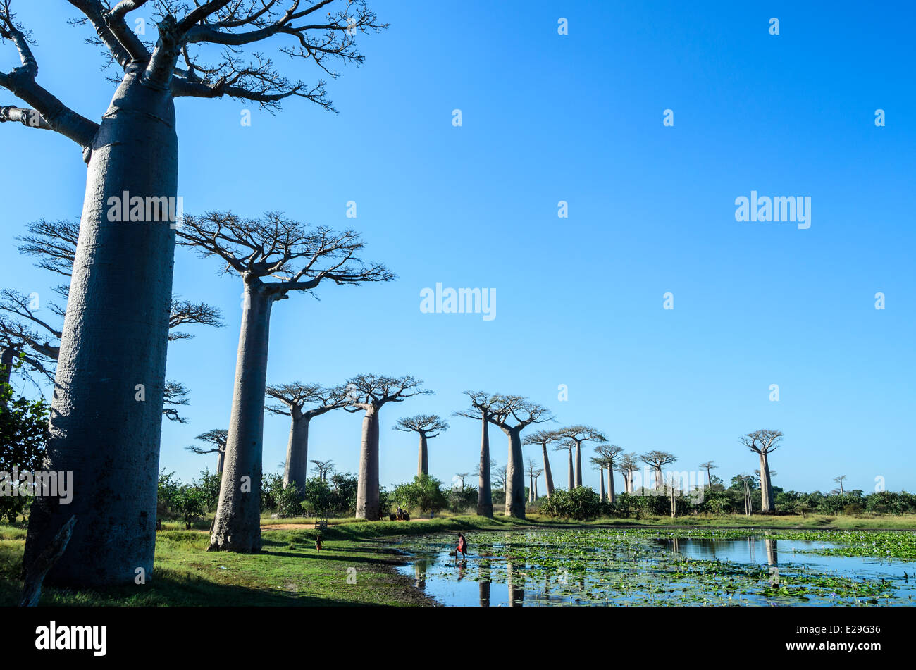 Baobab Trees, Madagascar Stock Photo - Alamy
