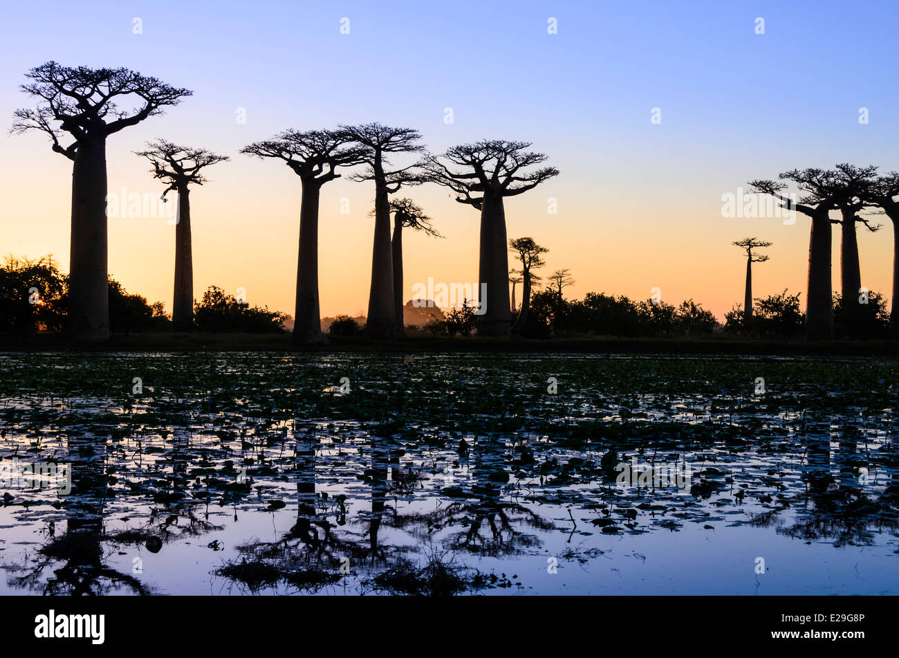 Baobab Trees Reflecting on the Water, Madagascar Stock Photo - Alamy