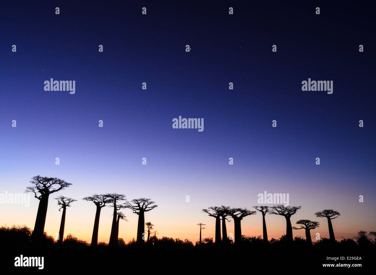 Baobab Trees by Night, Madagascar Stock Photo - Alamy