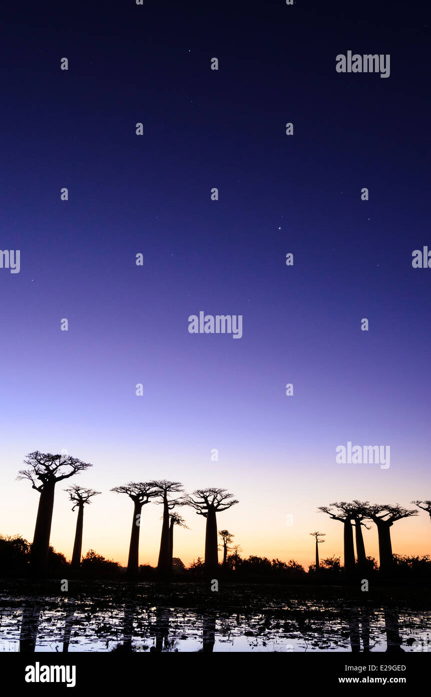 Baobab Trees by Night, Madagascar Stock Photo - Alamy