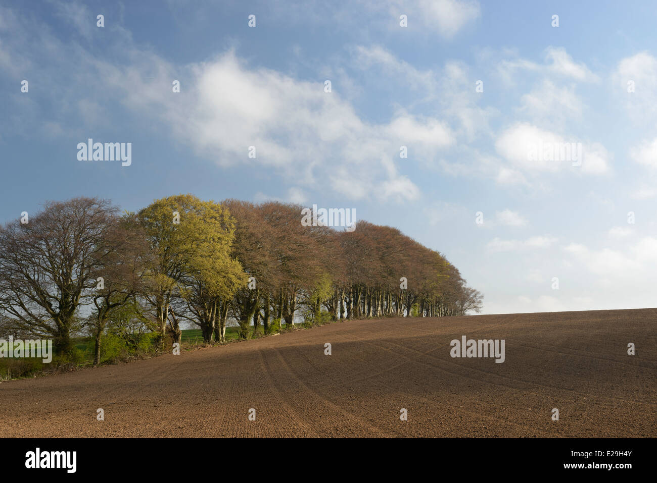 Farmland with a row of Beech trees running through it on the Mendip ...