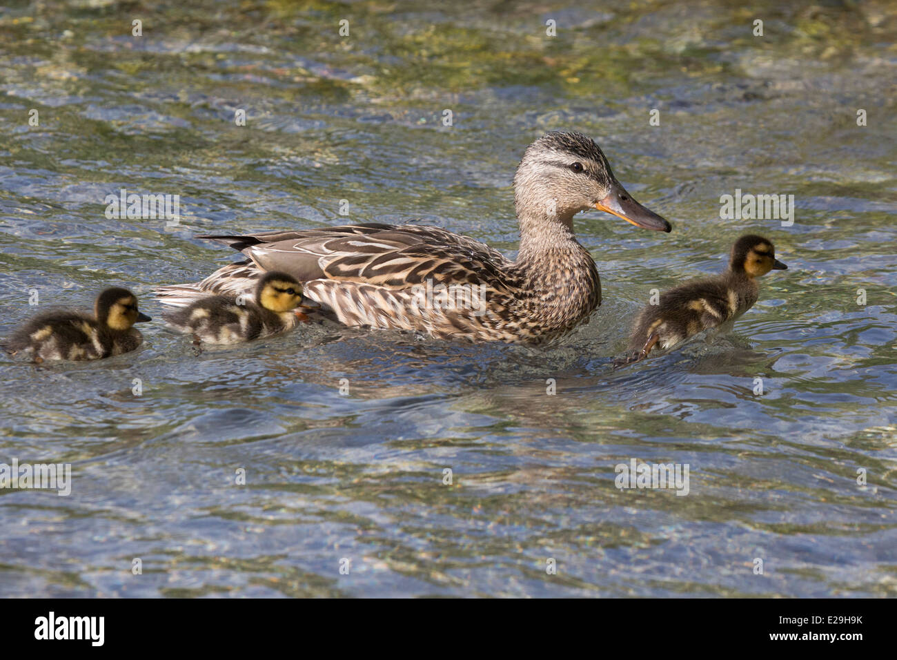 Baby Ducks Drown In Water