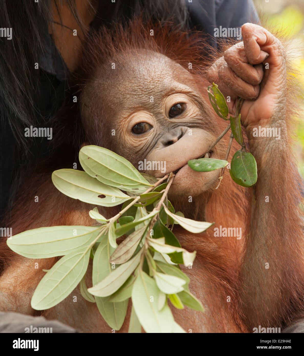 Baby orphan orangutan (Pongo pygmaeus) playing with leaves in forest ...