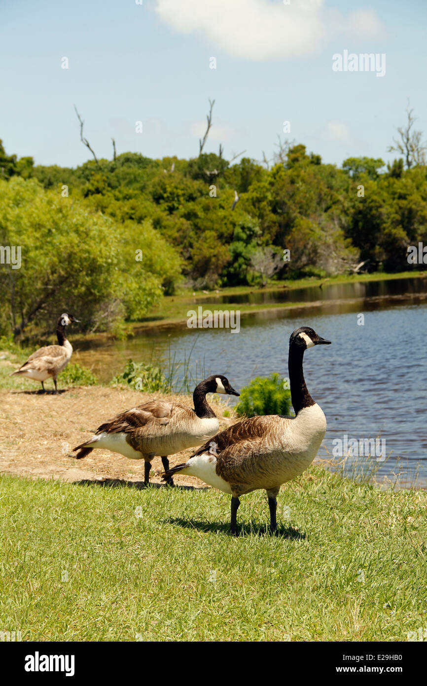 North American geese in natural pond habitat Stock Photo - Alamy